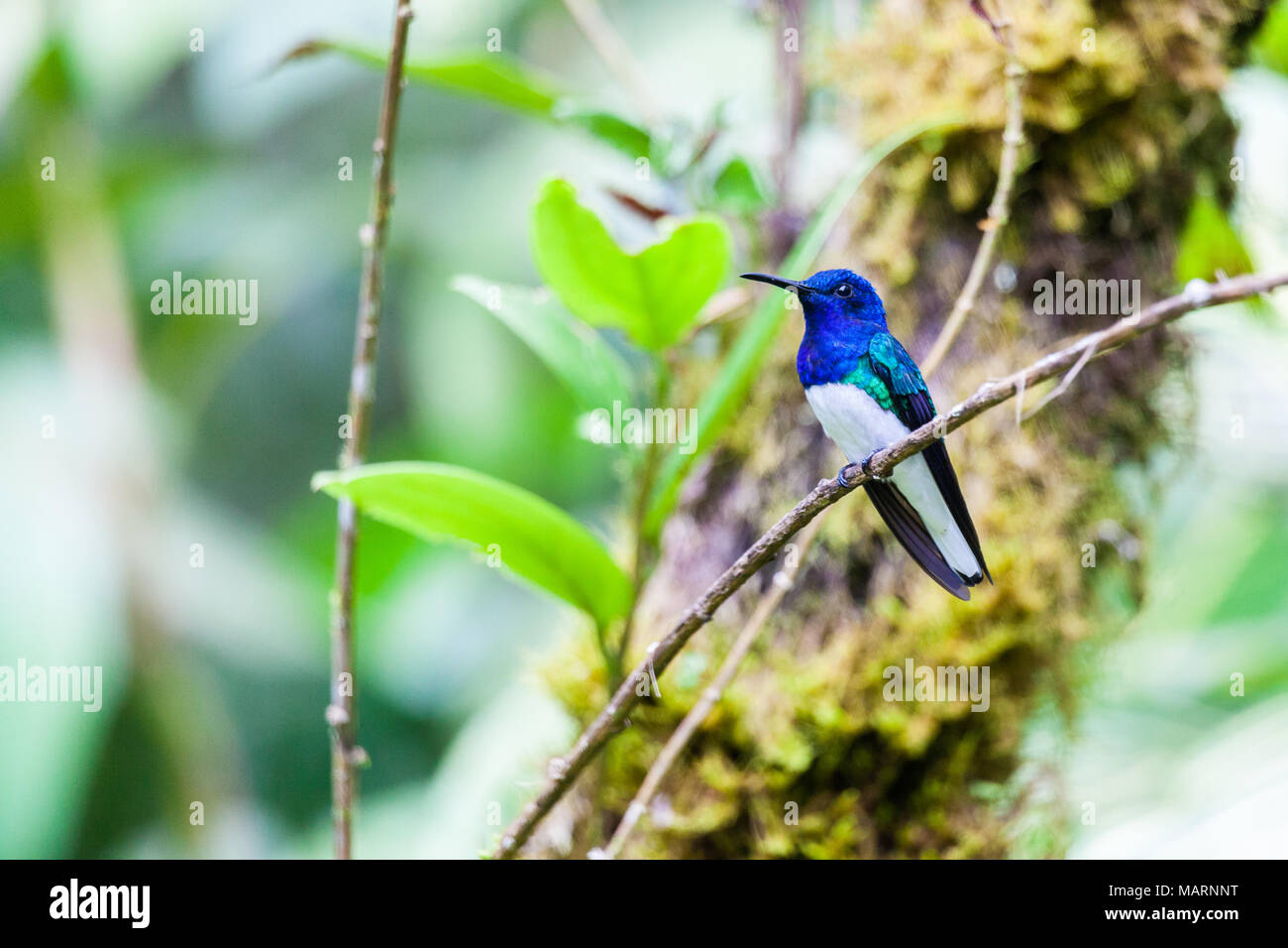 Hummingbird standing on a branch escapes from the rain Stock Photo - Alamy