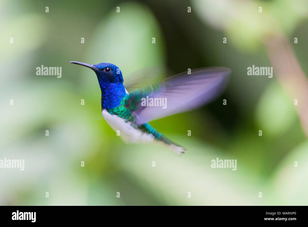 White-chested hummingbird flapping its wings at great speed stays ...