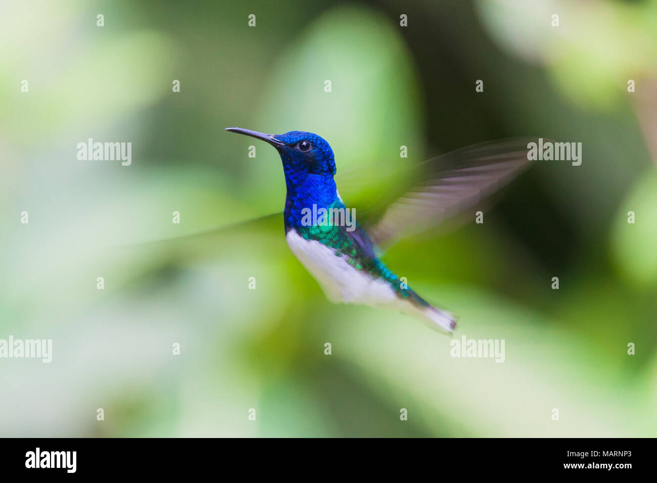 White-chested hummingbird flapping its wings at great speed stays ...