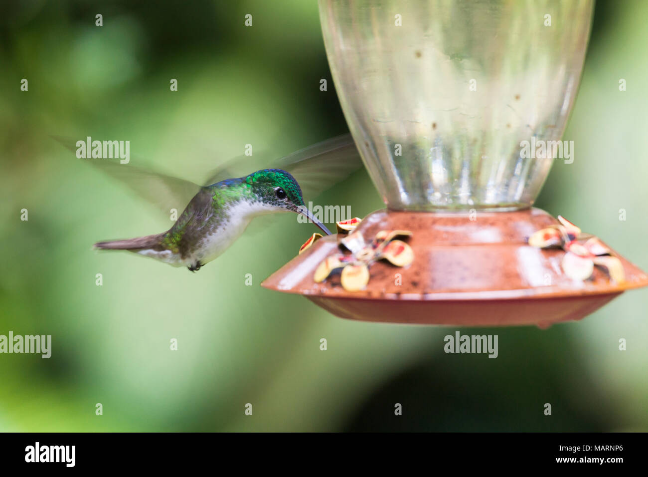 Hummingbird flapping its wings at high speed stays static to feed on a ...