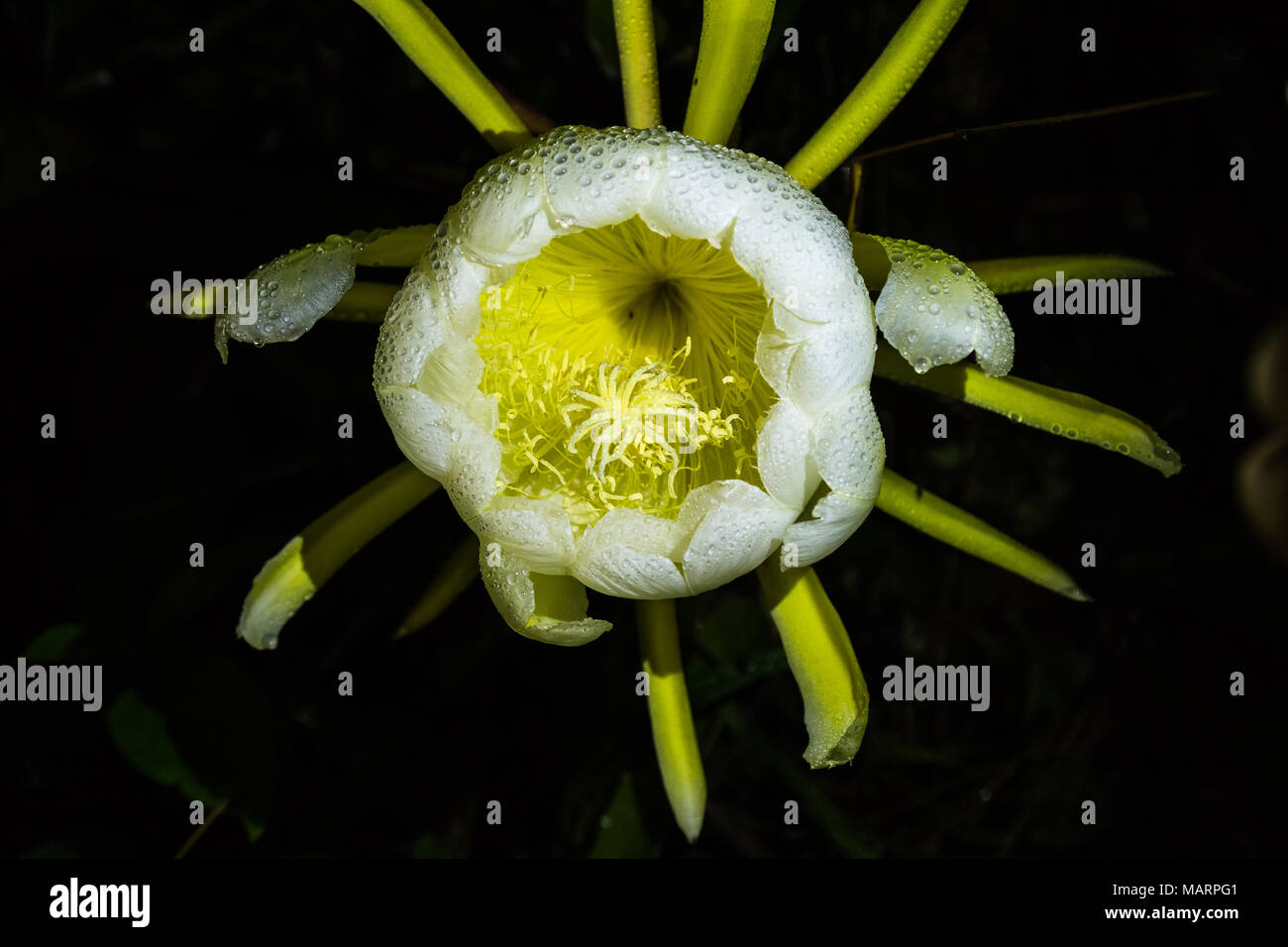 Flower of pitahaya, immense flower that opens only at night only once ...