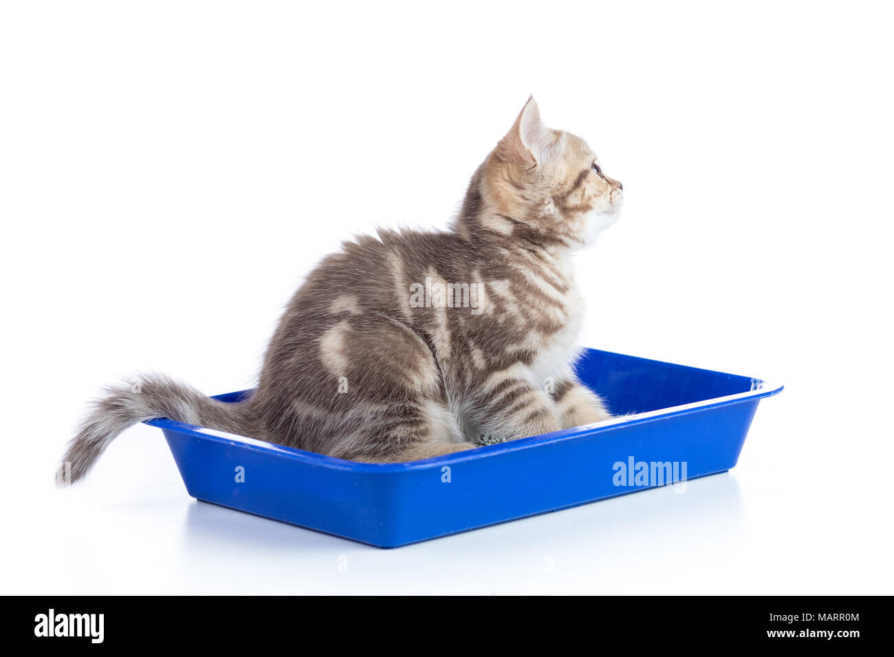 Cat kitten in the tray. Isolated Stock Photo - Alamy