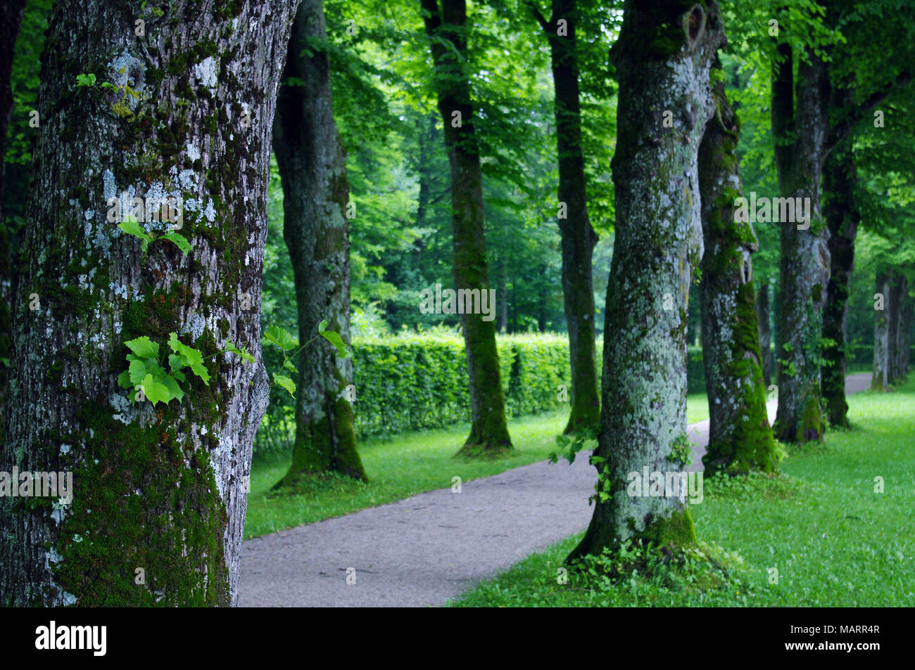 Tree lined pathway at German Castle Stock Photo - Alamy