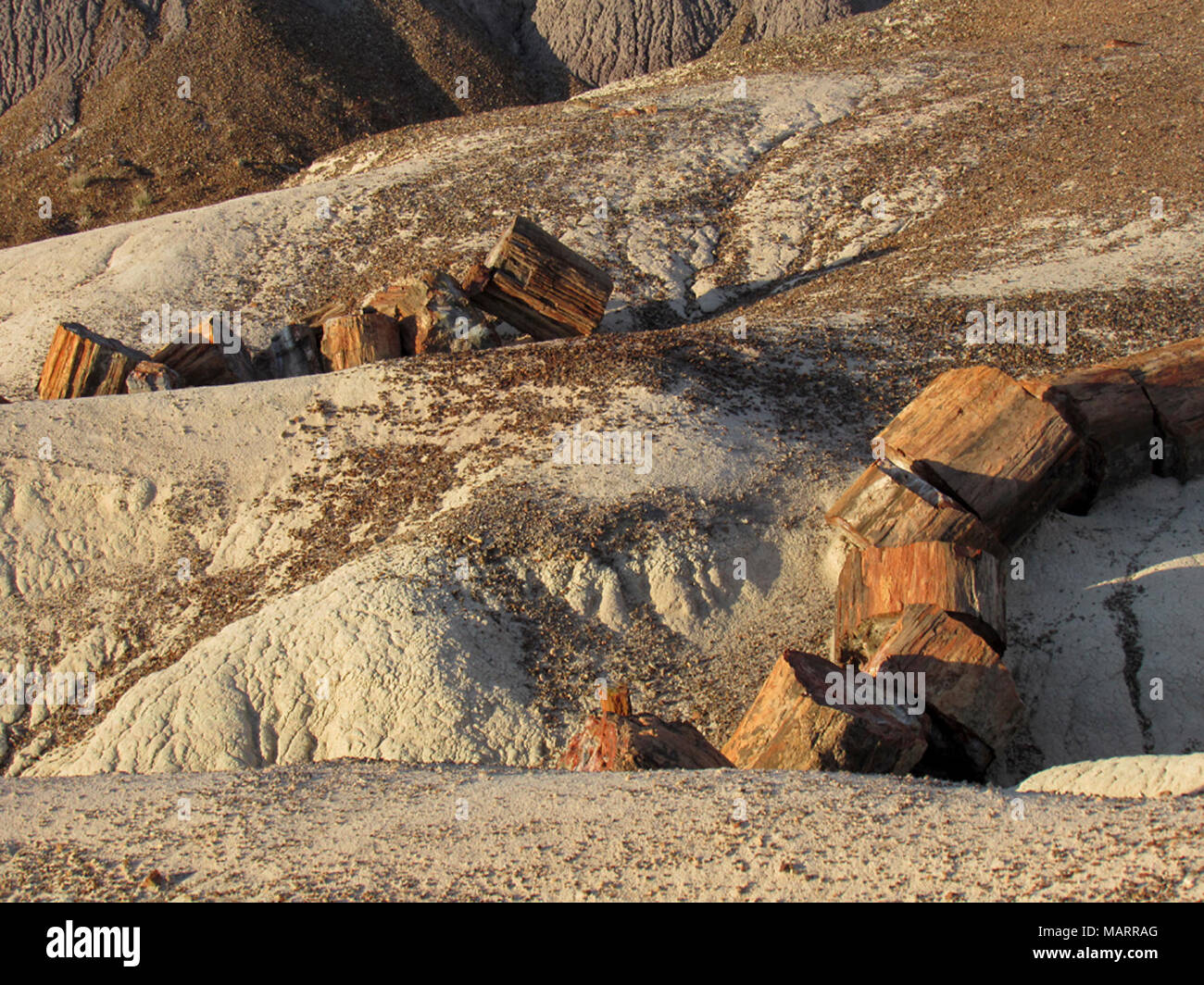 Crystal Forest at Petrified Forest NP in Arizona Stock Photo - Alamy