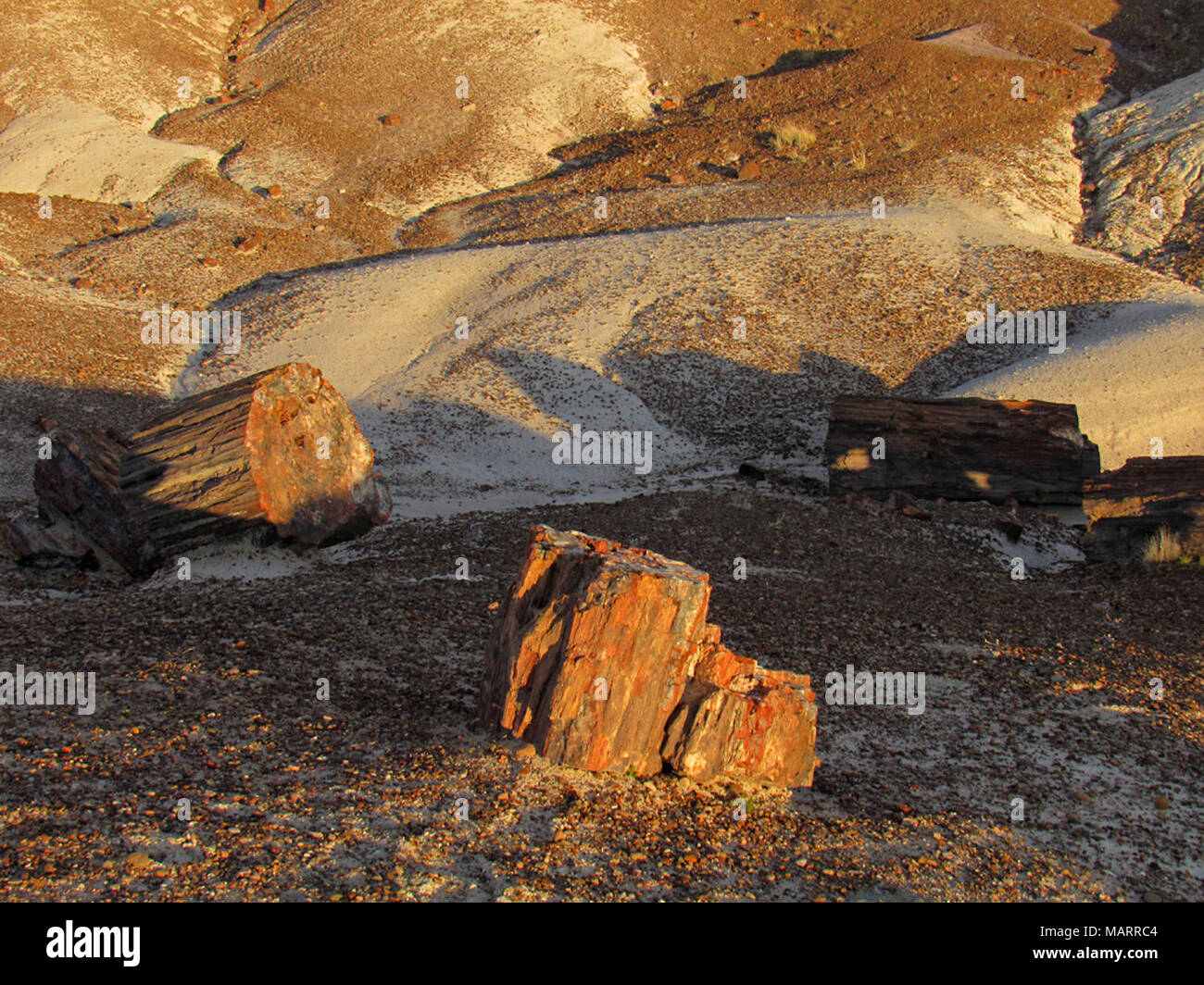 Crystal Forest at Petrified Forest NP in Arizona Stock Photo - Alamy