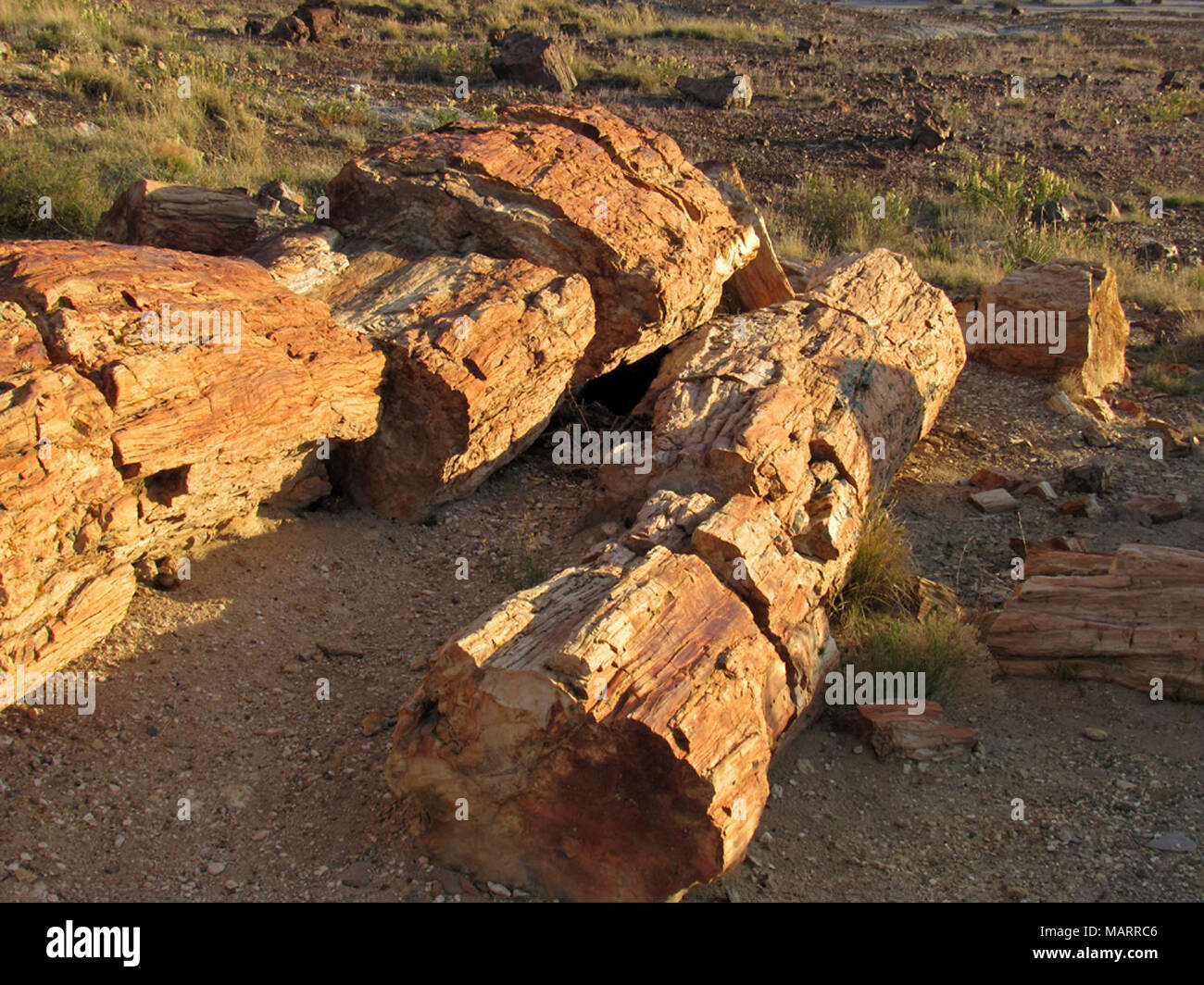 Crystal Forest at Petrified Forest NP in Arizona Stock Photo - Alamy