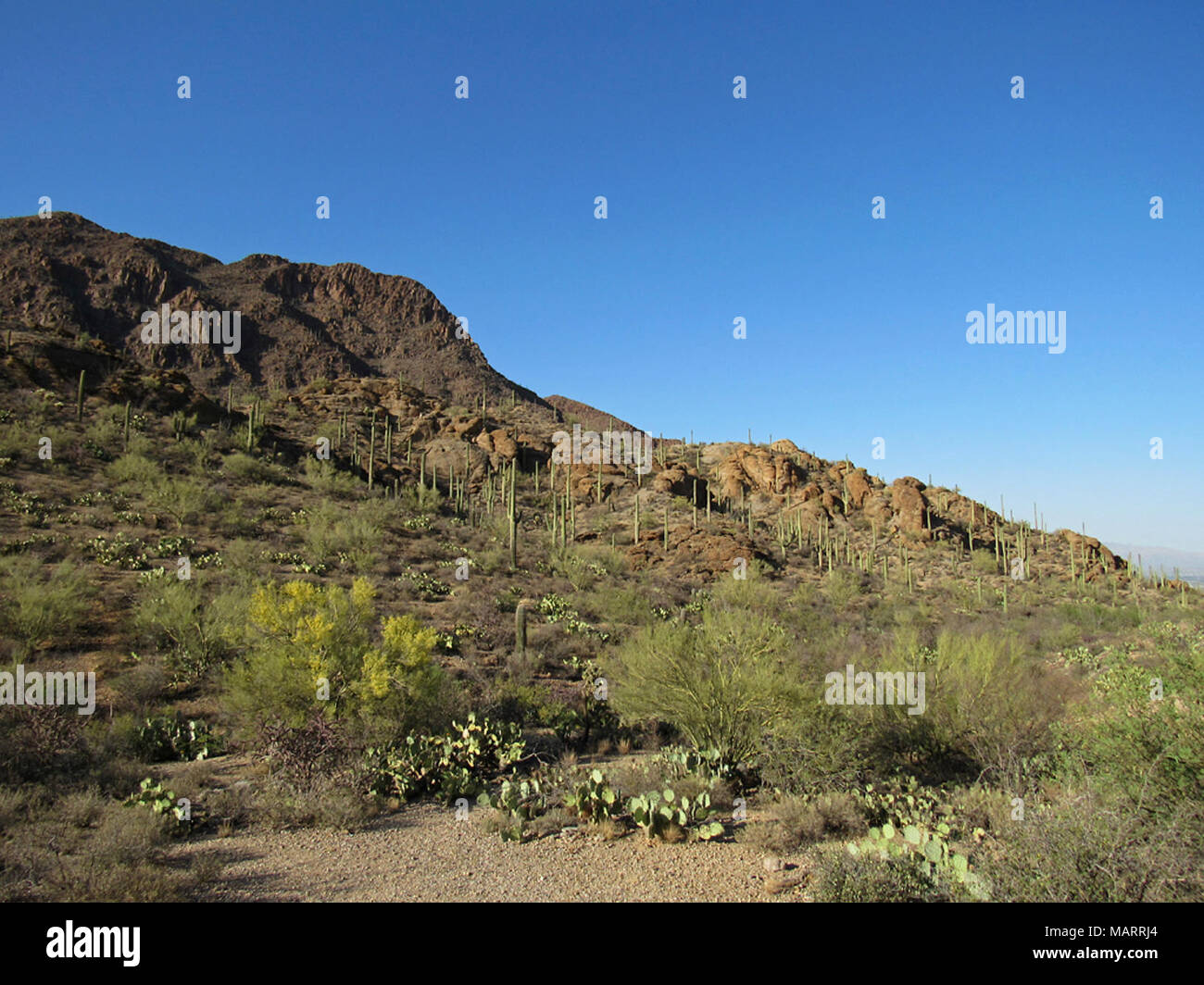Saguaro NP in Arizona Stock Photo - Alamy