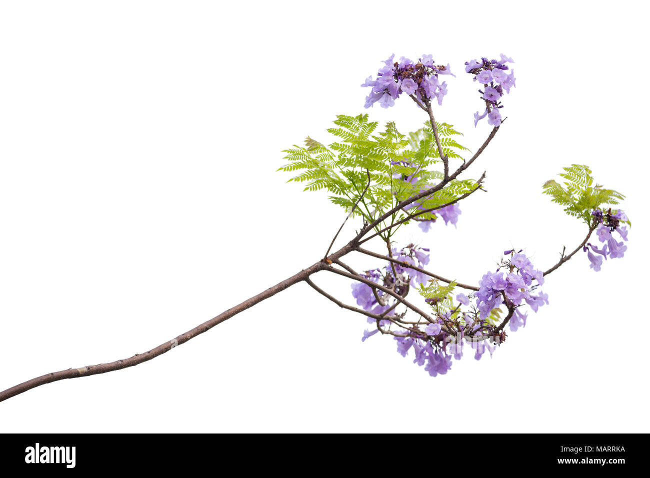 Close up of beautiful purple jacaranda trees, isolated on white ...