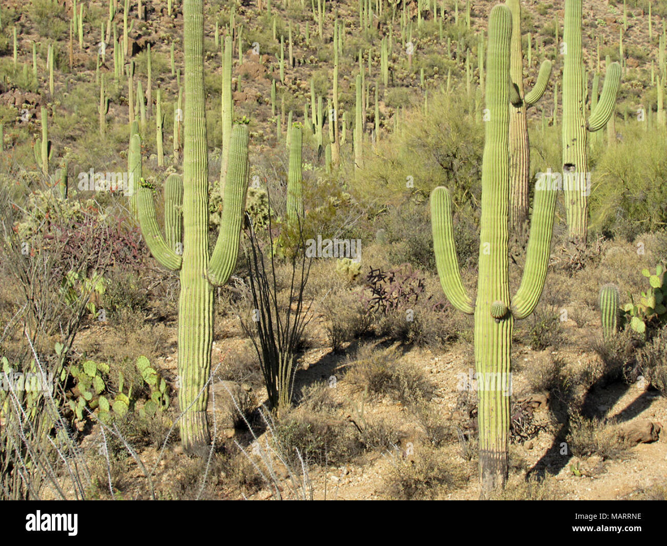 Saguaro NP in Arizona Stock Photo - Alamy