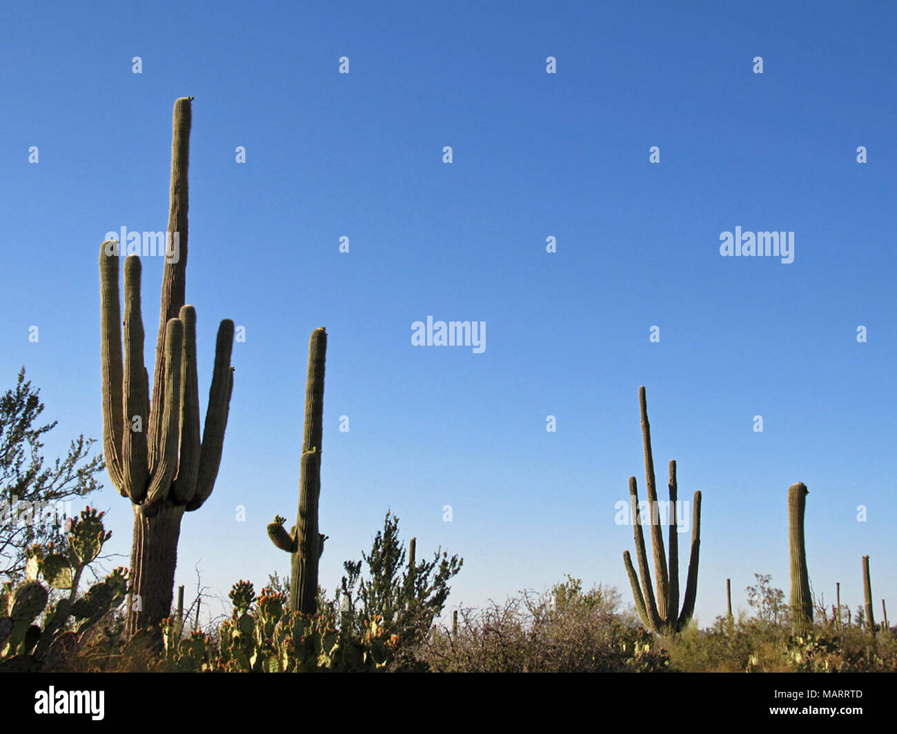 Saguaro NP in Arizona Stock Photo - Alamy