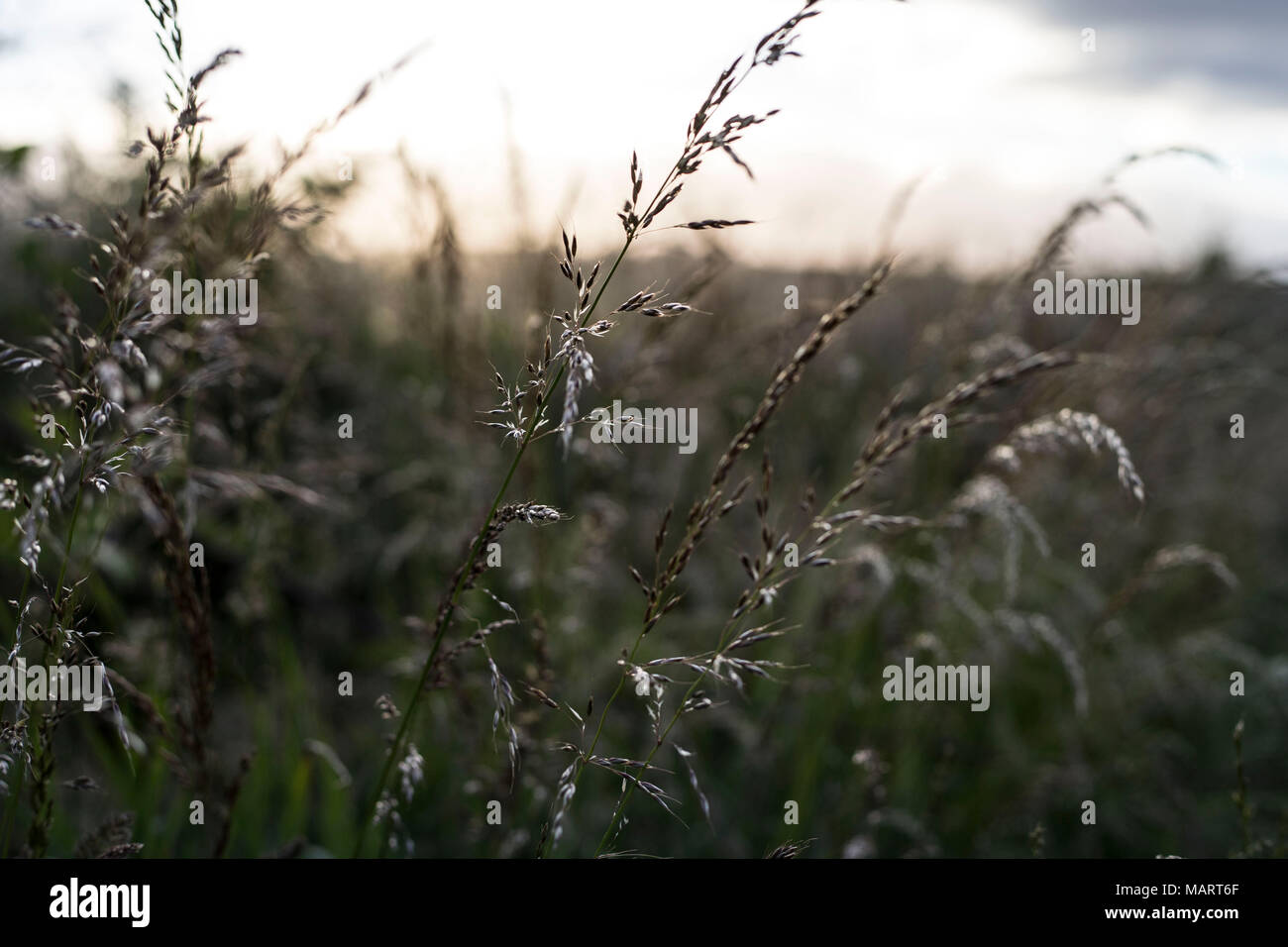 Waving grass hi-res stock photography and images - Alamy