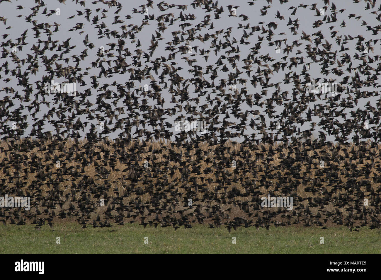 Starling sturnidae hi-res stock photography and images - Alamy