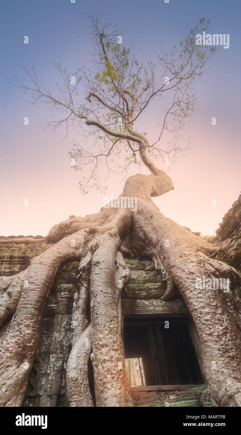 Giant tree of Ta Prohm temple in Angkor Cambodia Stock Photo - Alamy