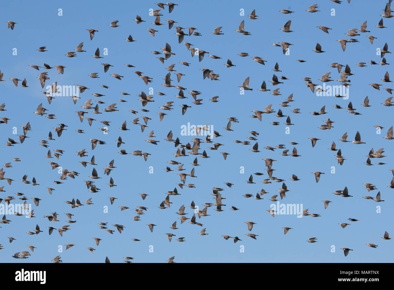 Starling sturnidae hi-res stock photography and images - Alamy