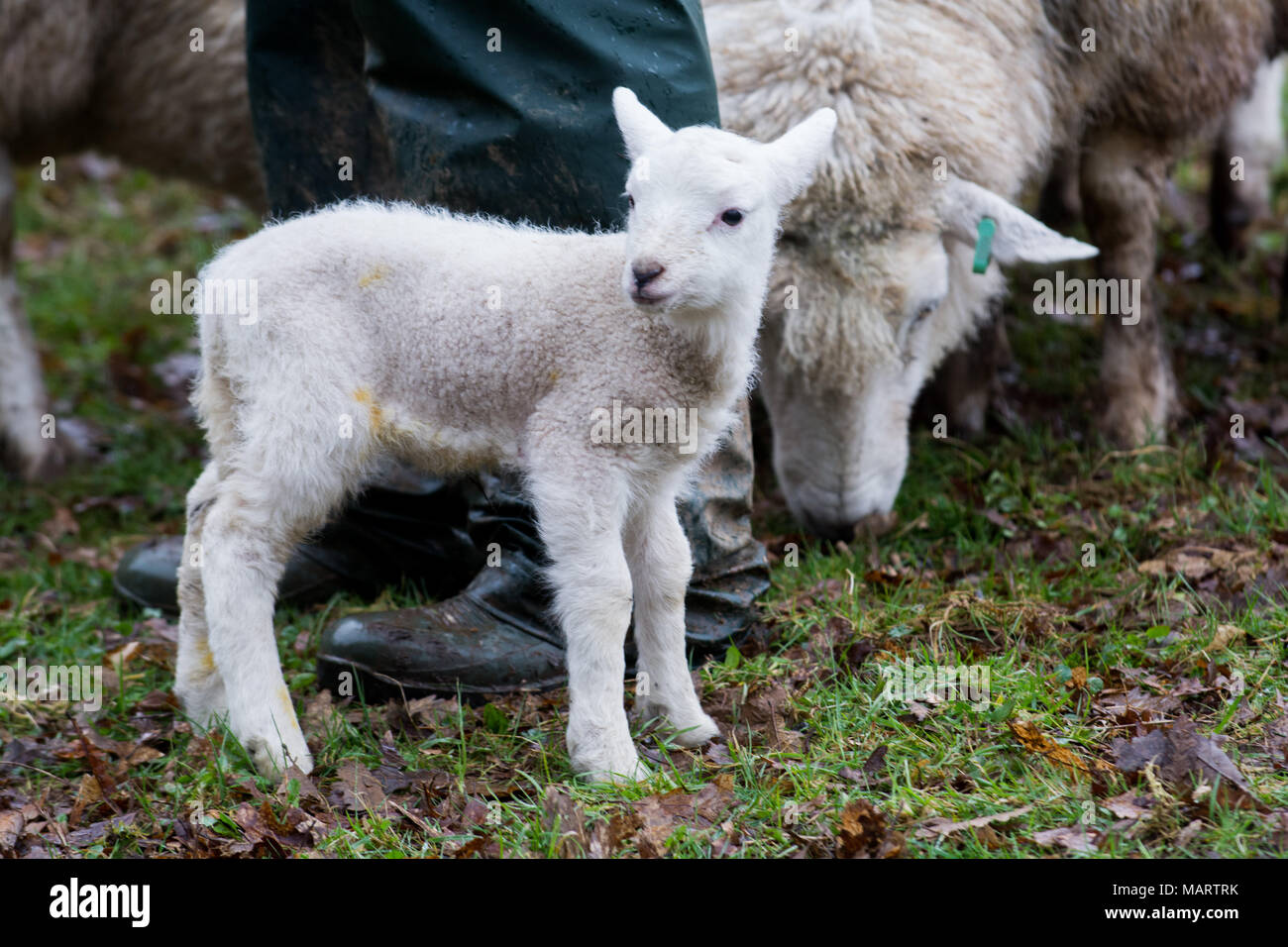 Baby lamb in field in spring during lambing season Stock Photo - Alamy