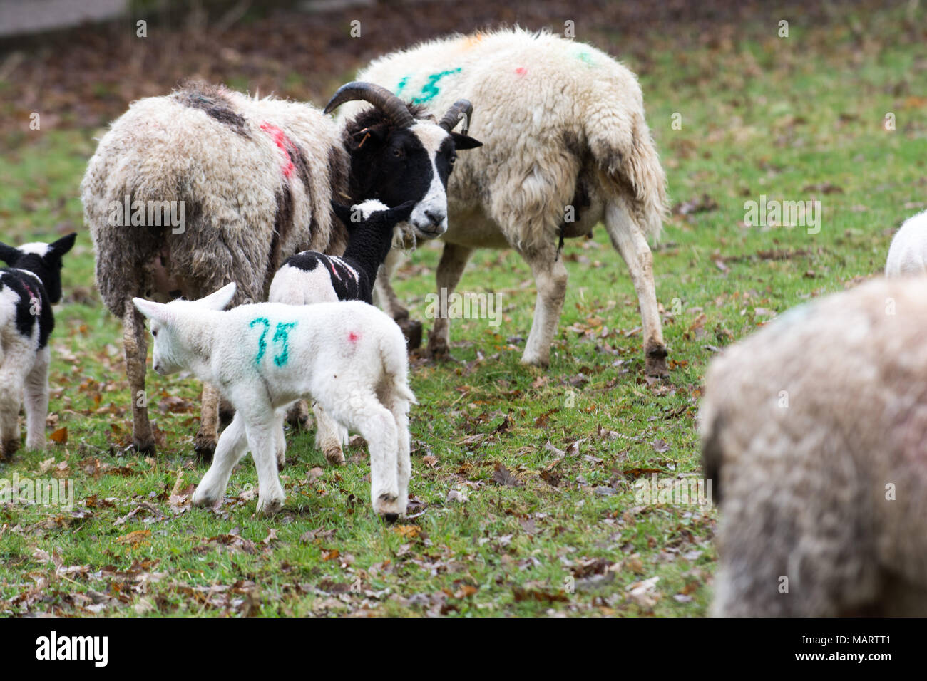 Baby lamb and mother in a field, lamb is feeding from the mother Stock ...