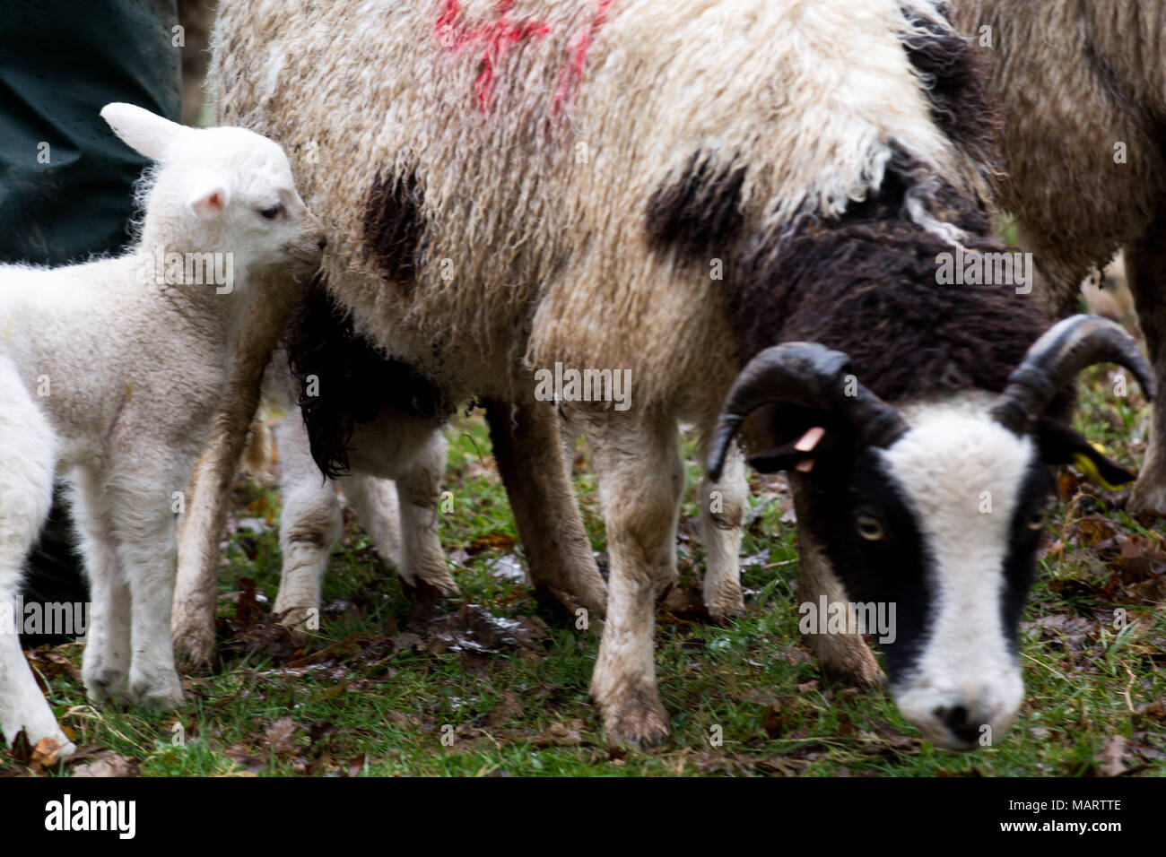 Baby lamb and mother in a field, lamb is feeding from the mother Stock ...