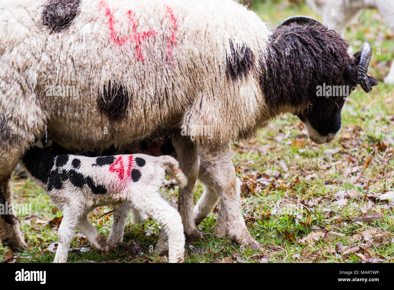 Baby lamb and mother in a field, lamb is feeding from the mother Stock ...