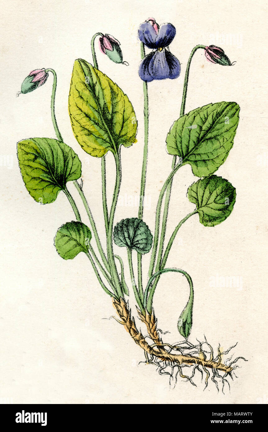 Violet; wood violet; sweet violet, English violet, common violet Stock ...