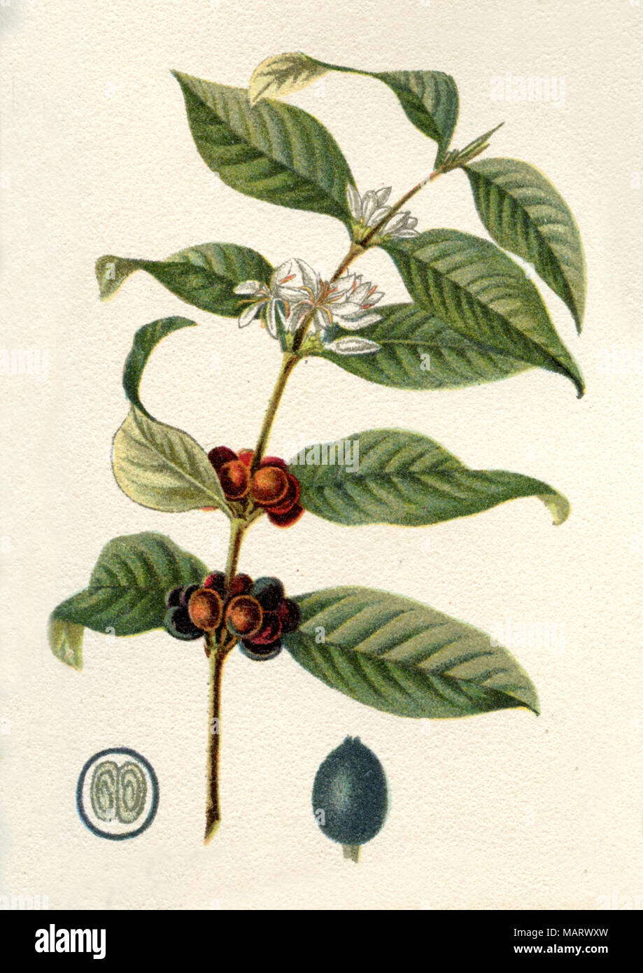 Arabian Coffee, 1900 Stock Photo - Alamy