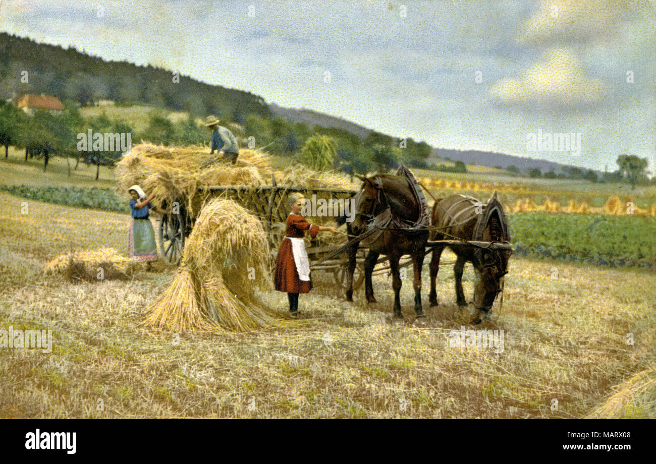 Grain harvest with horse and cart Stock Photo - Alamy