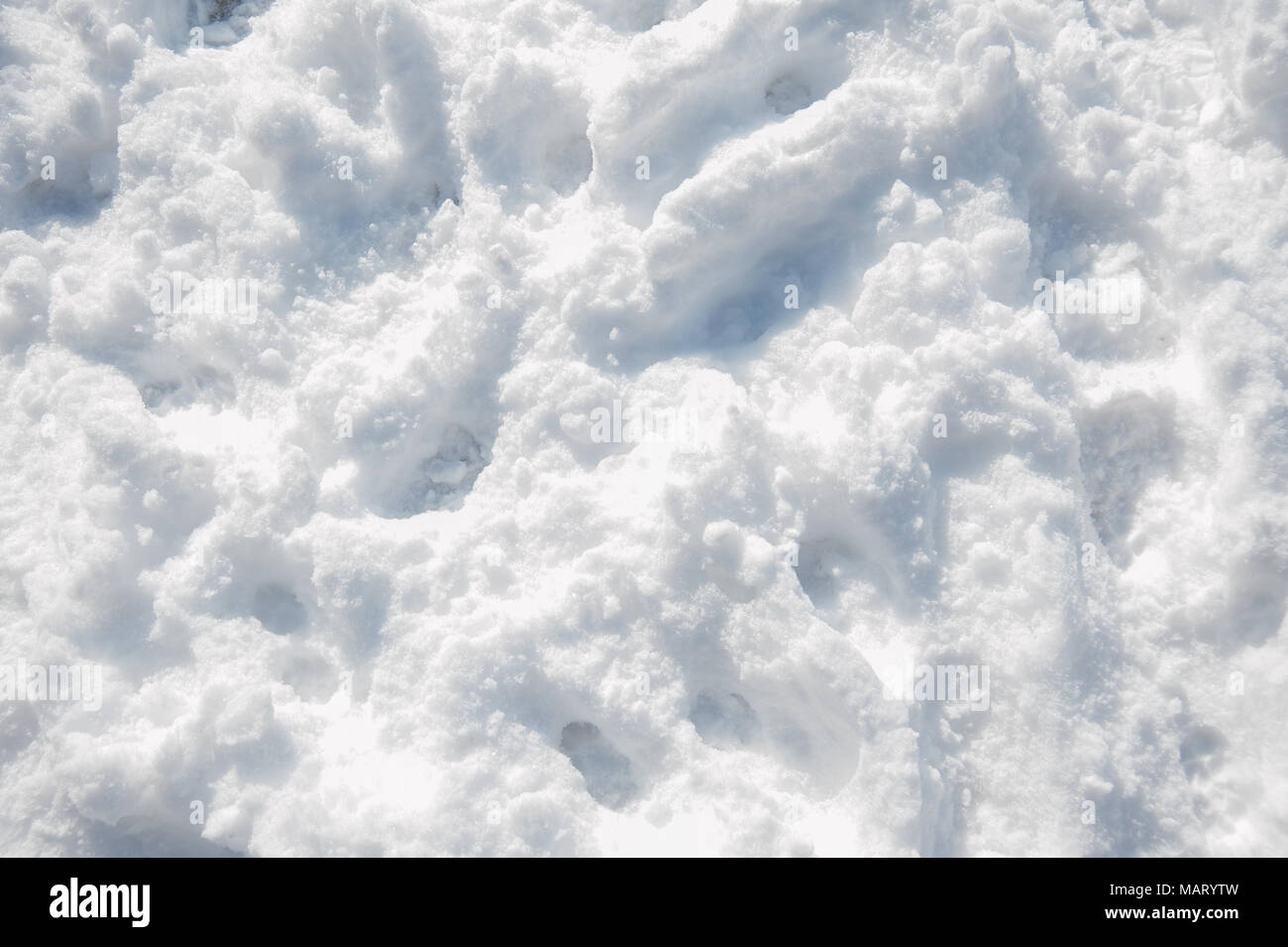 surface of the snow Stock Photo - Alamy