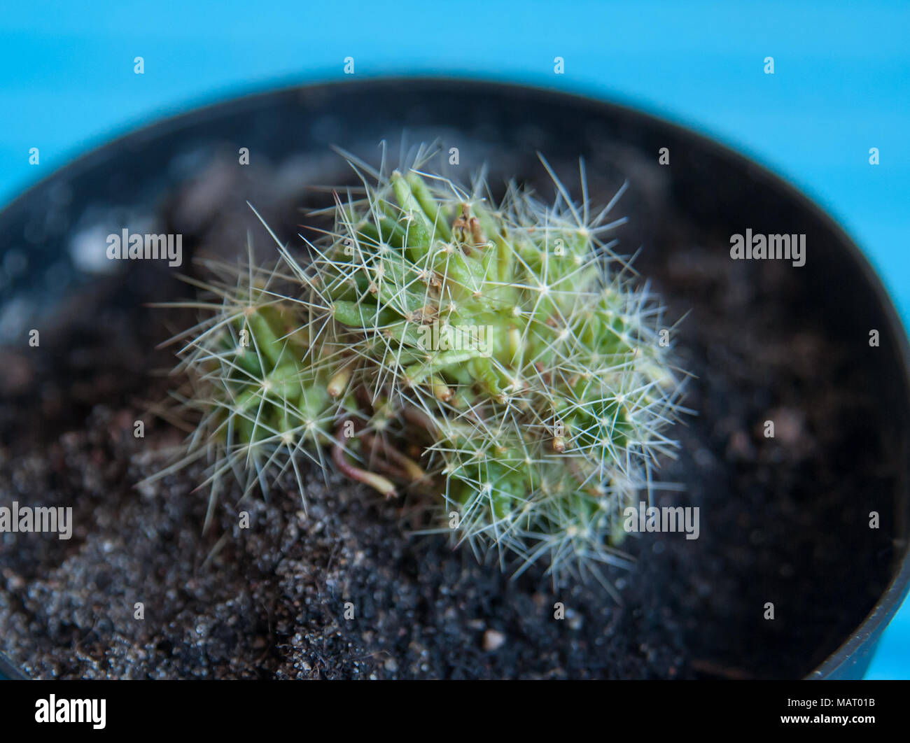 Grow cactus hi-res stock photography and images - Alamy
