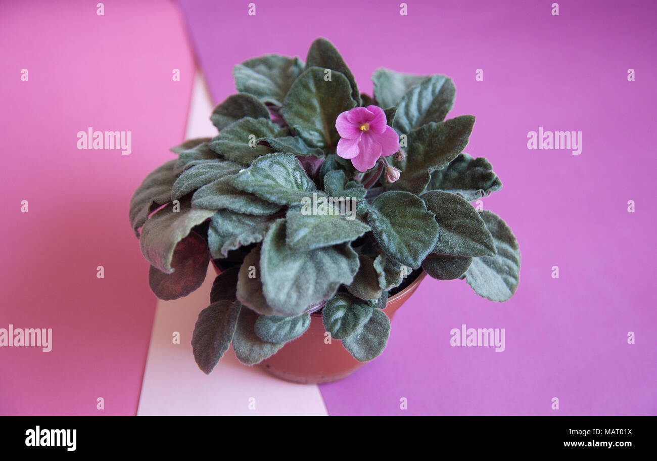 Vintage violet flower hi-res stock photography and images - Alamy