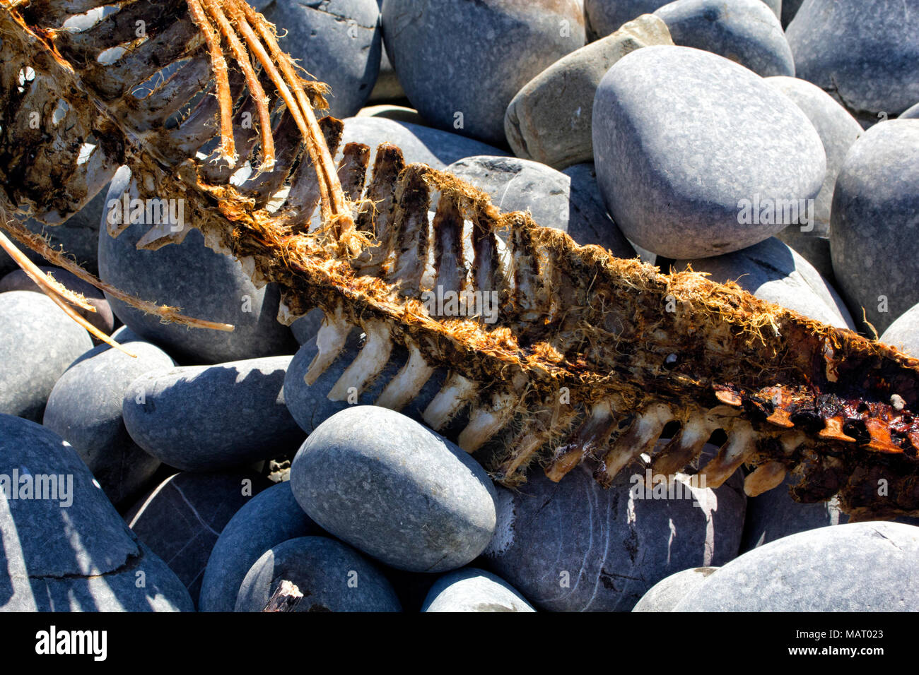 Detailed Vertebrae Section of a Grey Seal Skeleton washed up on ...