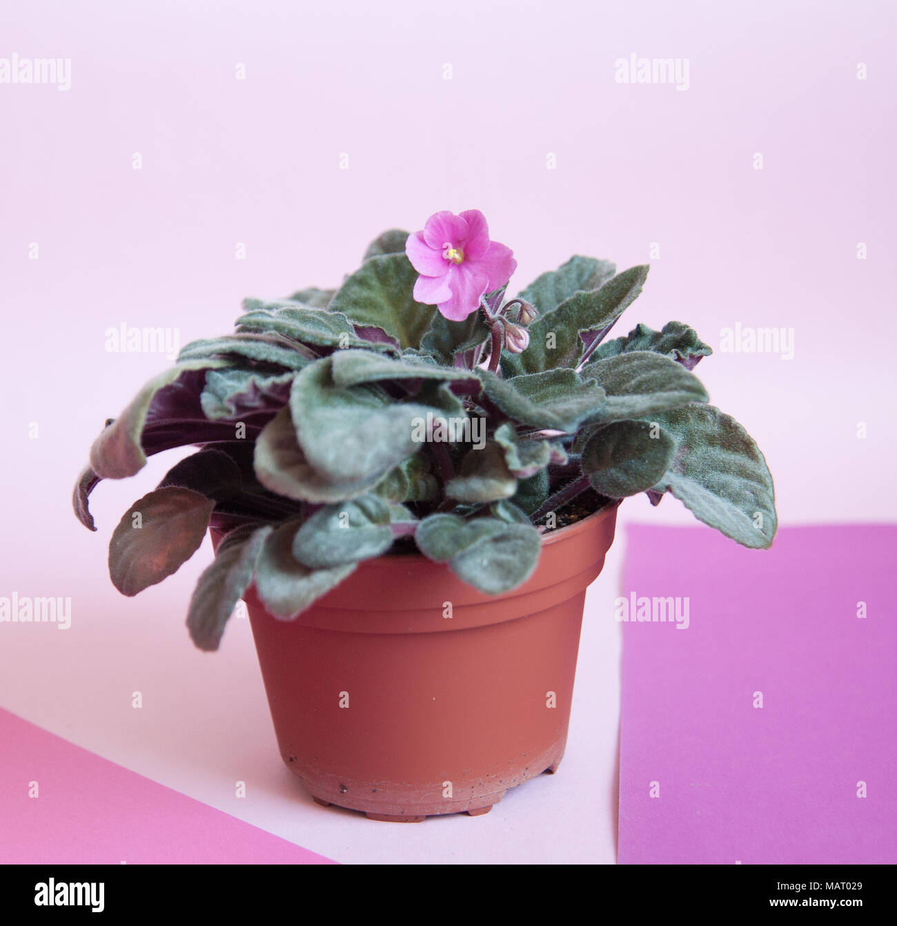 Beautiful home with nature hi-res stock photography and images - Alamy