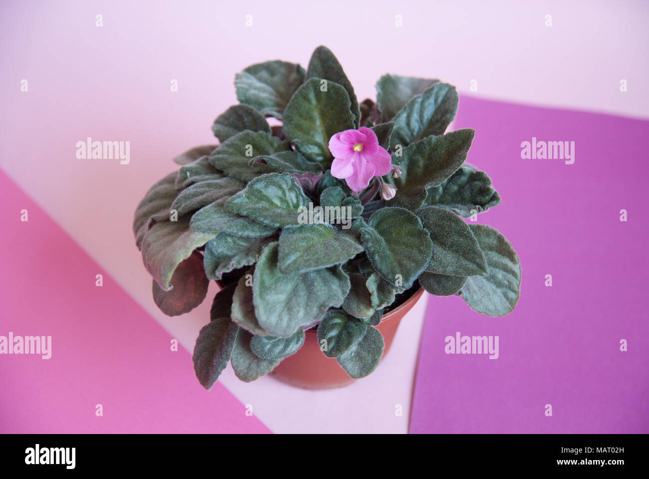 Beautiful home with nature hi-res stock photography and images - Alamy