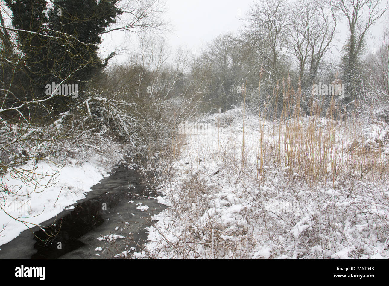 Snow-covered frozen stream in a woodland clearing at Attenborough ...
