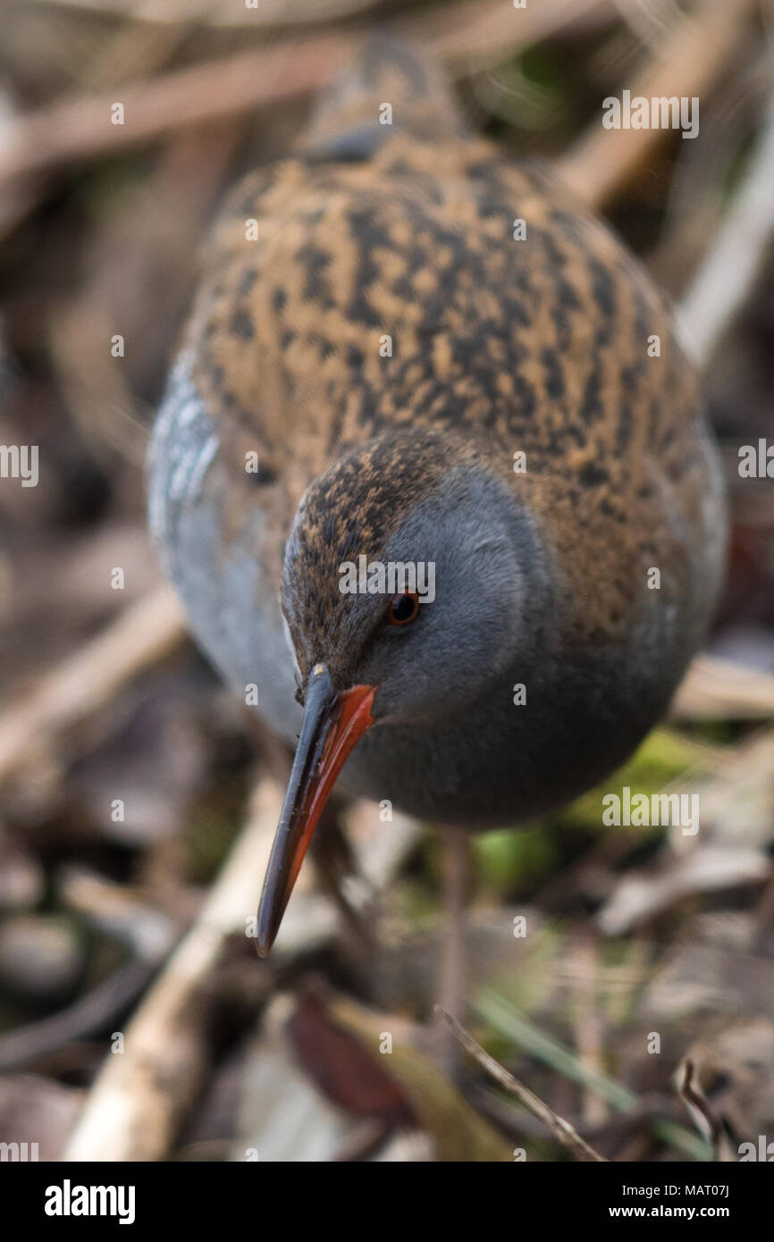 Water Rail (Rallus aquaticus Stock Photo - Alamy