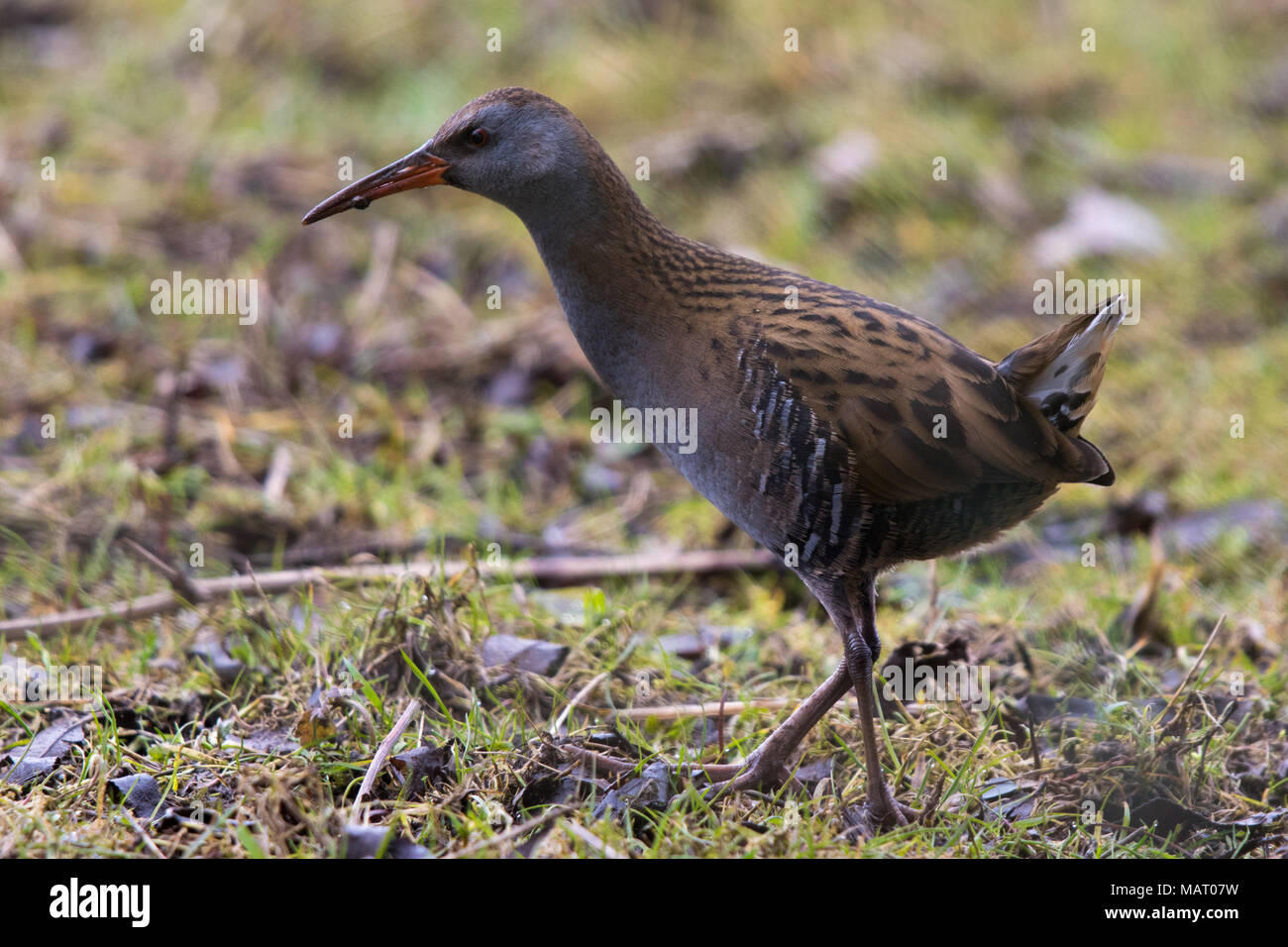 Water Rail (Rallus aquaticus Stock Photo - Alamy