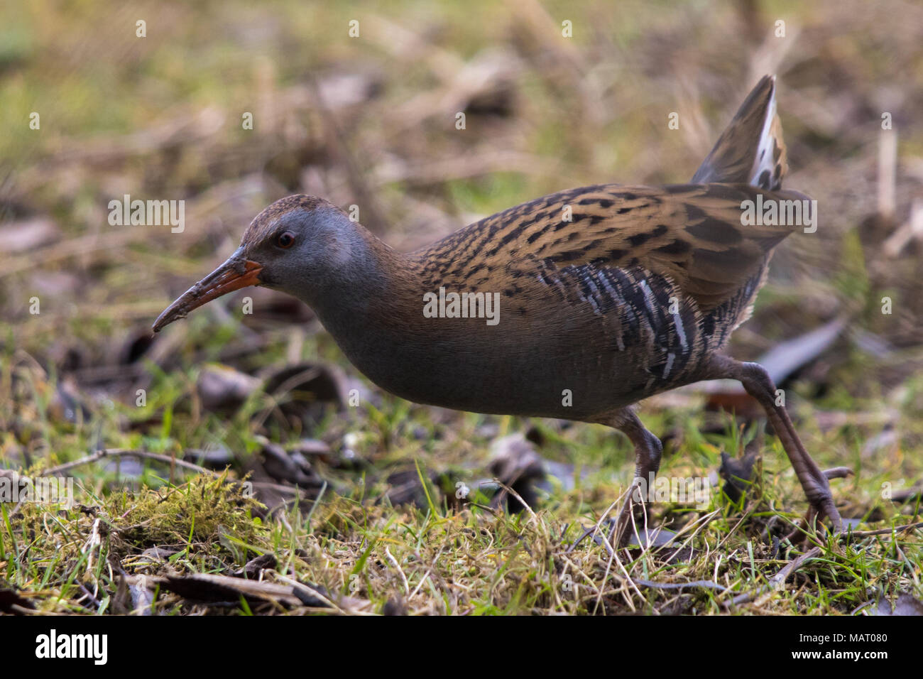 Water Rail (Rallus aquaticus Stock Photo - Alamy