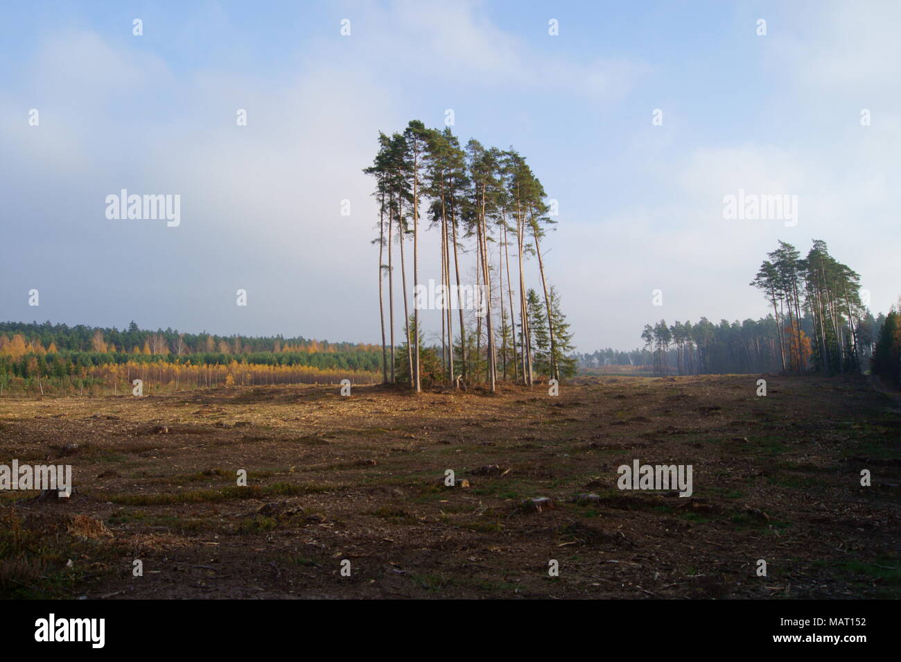 Jack pine habitat hi-res stock photography and images - Alamy