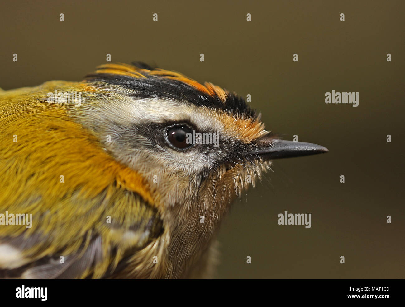 Common Firecrest (Regulus ignicapilla ignicapilla) close up of first ...