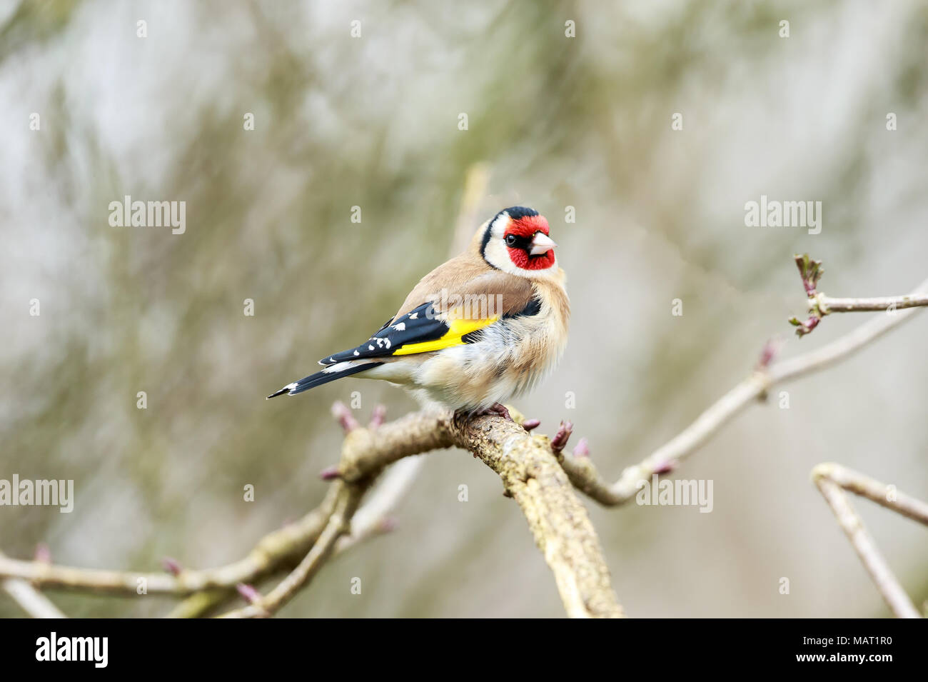 Gold finch food hi-res stock photography and images - Alamy