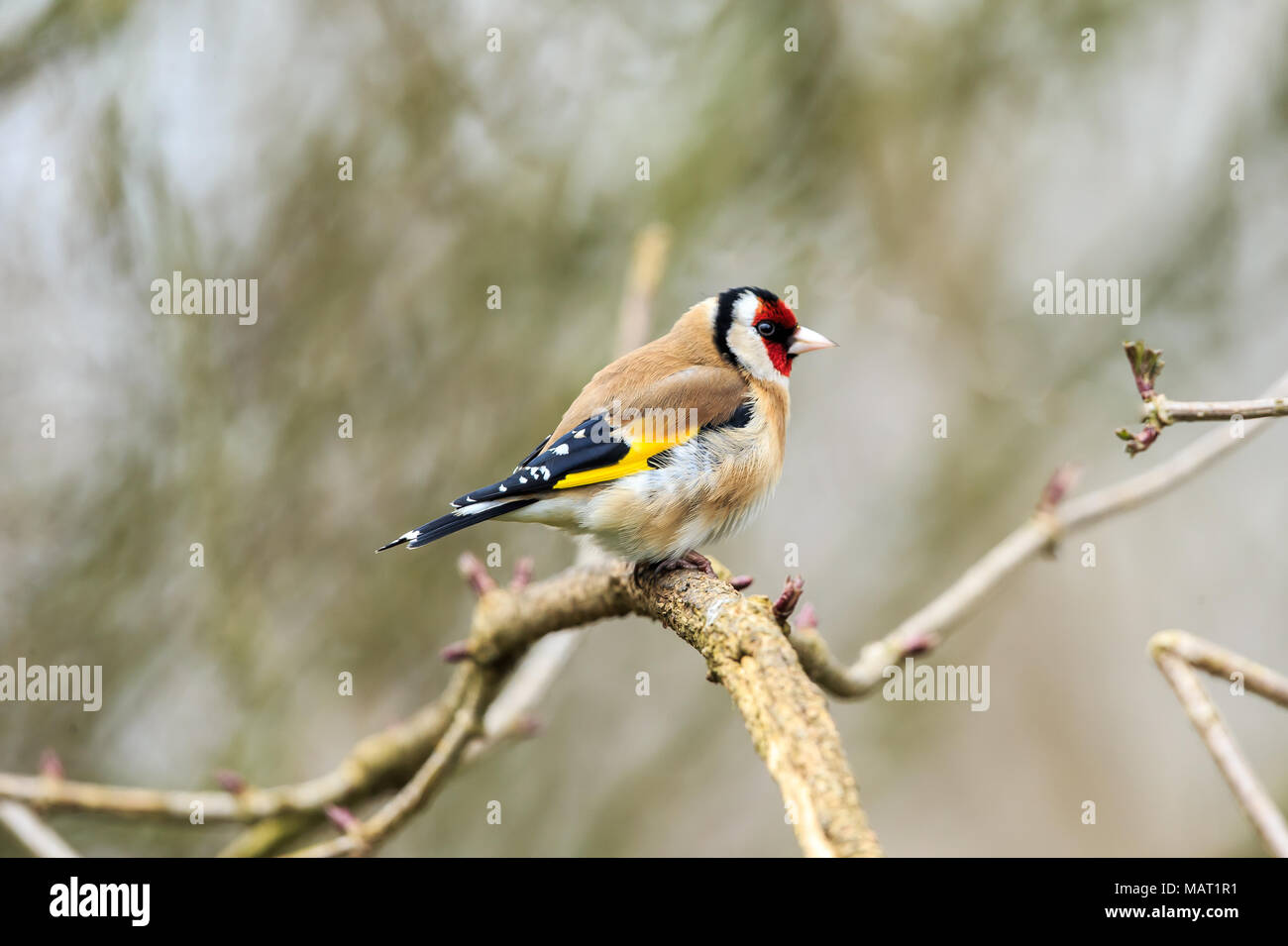 The European goldfinch or goldfinch, is a small passerine bird in the ...