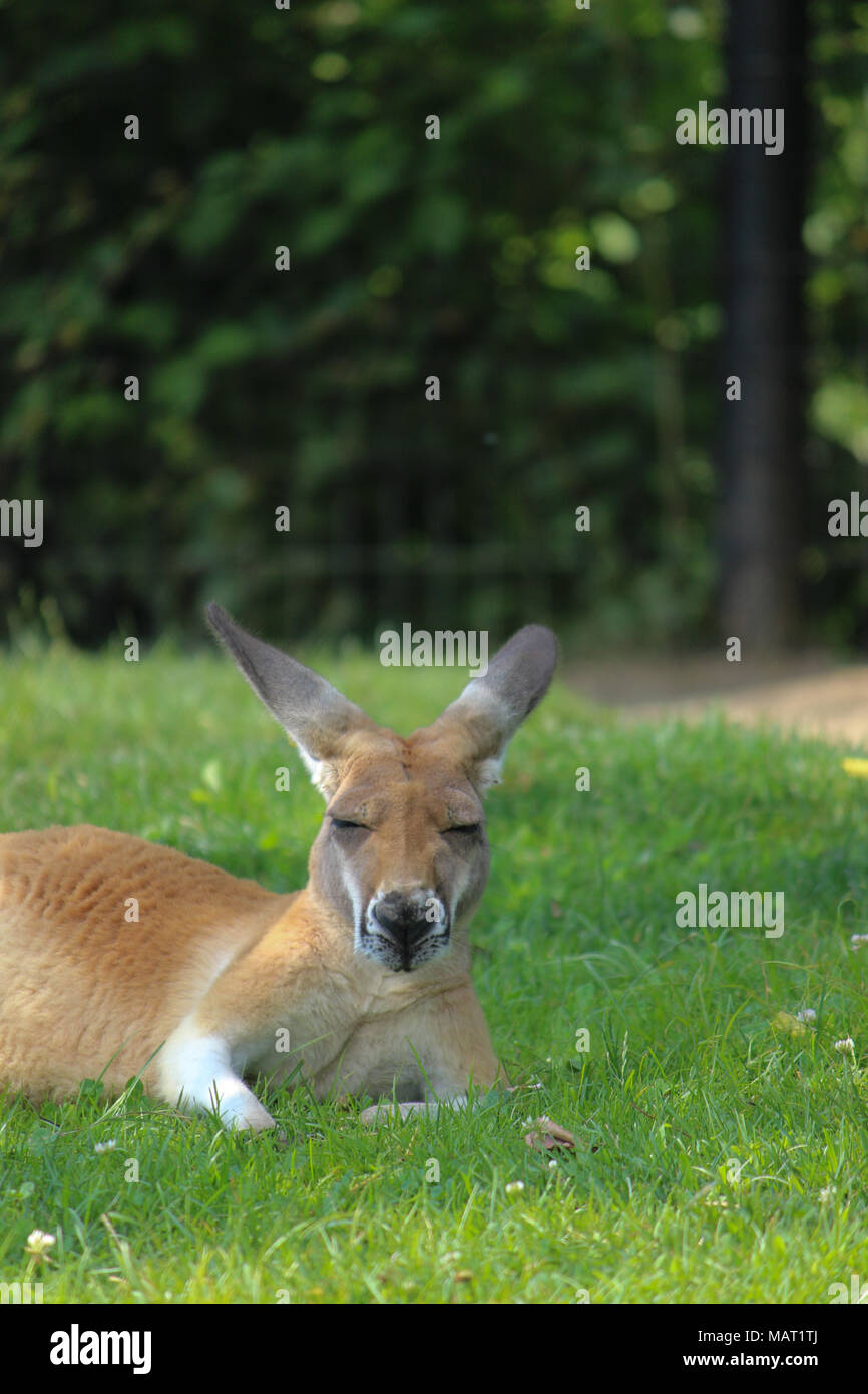 Kangaroo ears hi-res stock photography and images - Alamy