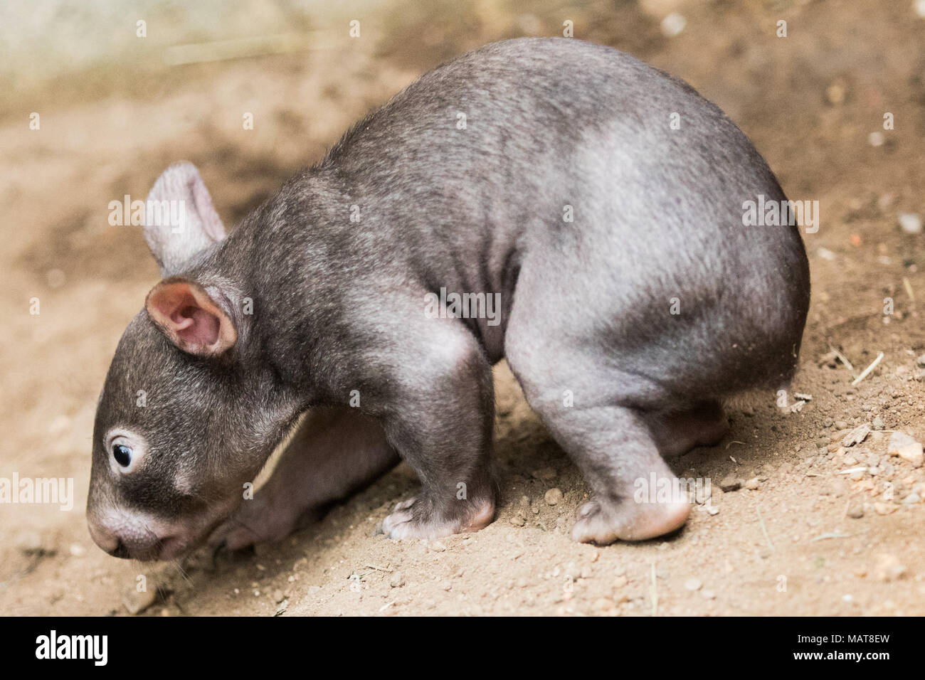 Mother wombat hi-res stock photography and images - Alamy