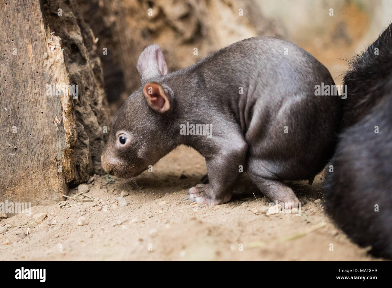 Duisburg, Germany. 04 April 2018, Germany, Duisburg: The little wombat ...