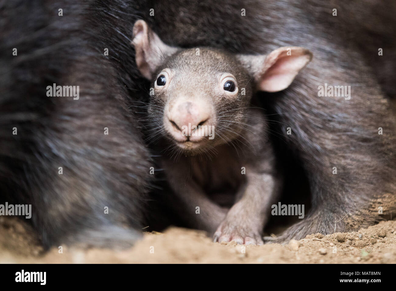 Duisburg, Germany. 04 April 2018, Germany, Duisburg: The little wombat ...