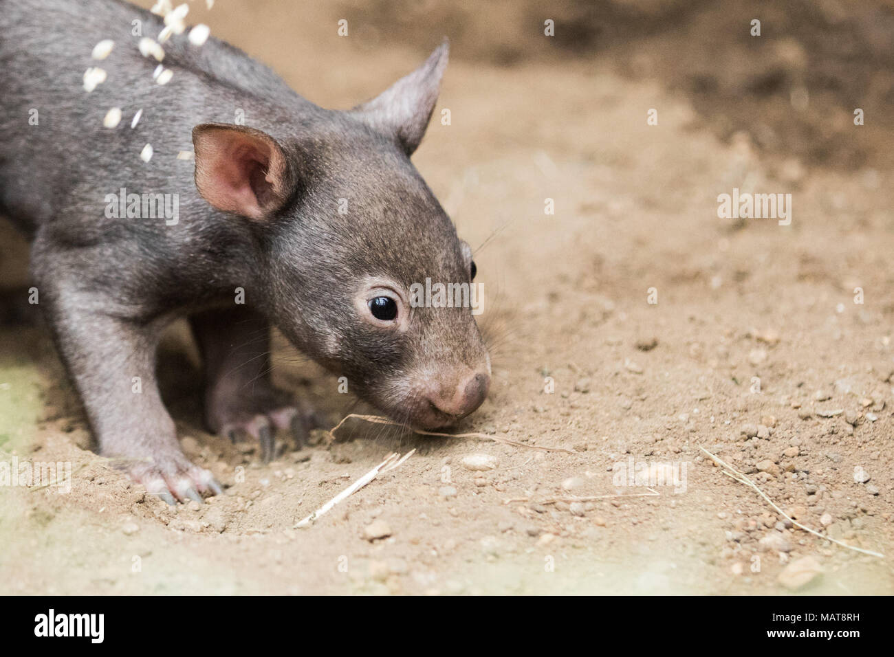 04 April 2018, Germany, Duisburg: The little wombat Apari has crawled ...