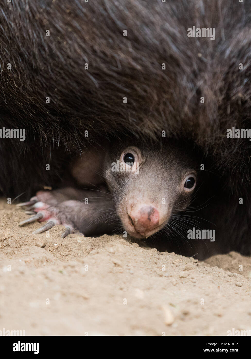 04 April 2018, Germany, Duisburg: The little wombat Apari looking out ...