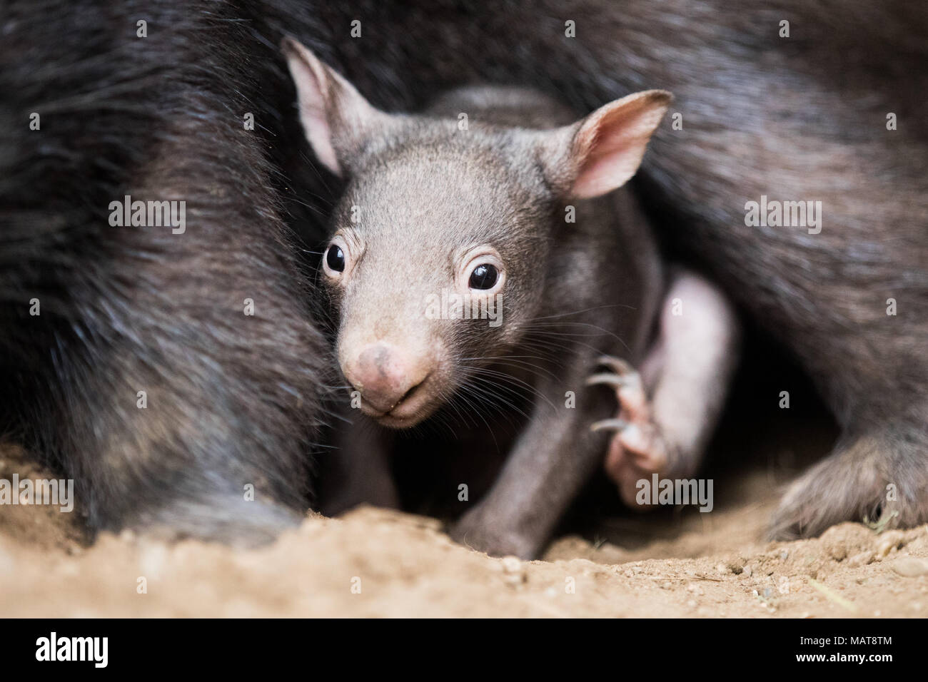 04 April 2018, Germany, Duisburg: The little wombat Apari looking out ...
