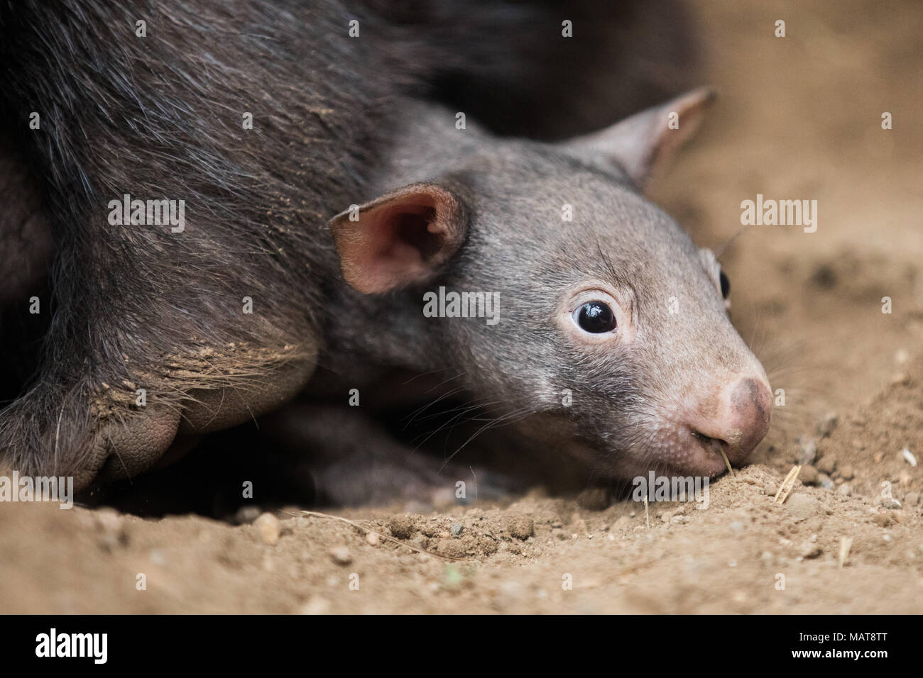 04 April 2018, Germany, Duisburg: The little wombat Apari looking out ...