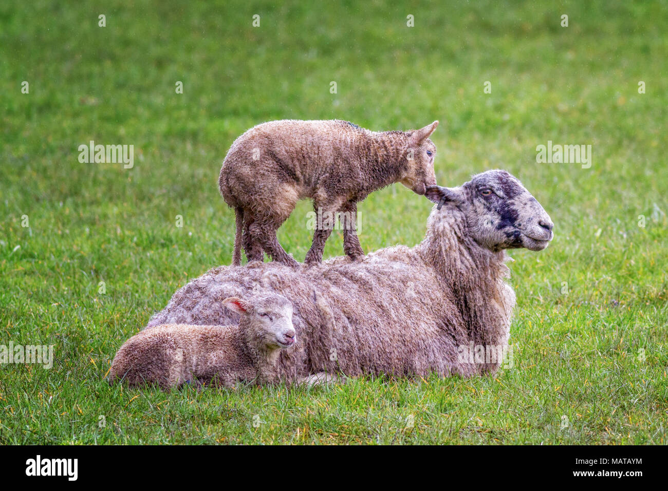Lamb nibbling ear hi-res stock photography and images - Alamy