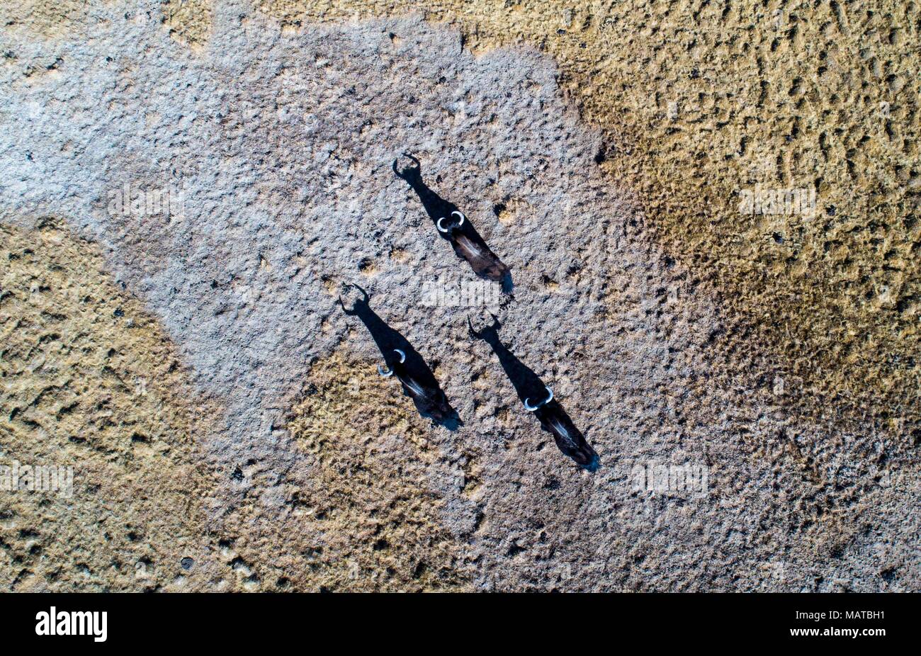 Ruoqiang. 2nd Apr, 2018. Three wild yaks are seen in the Altun ...