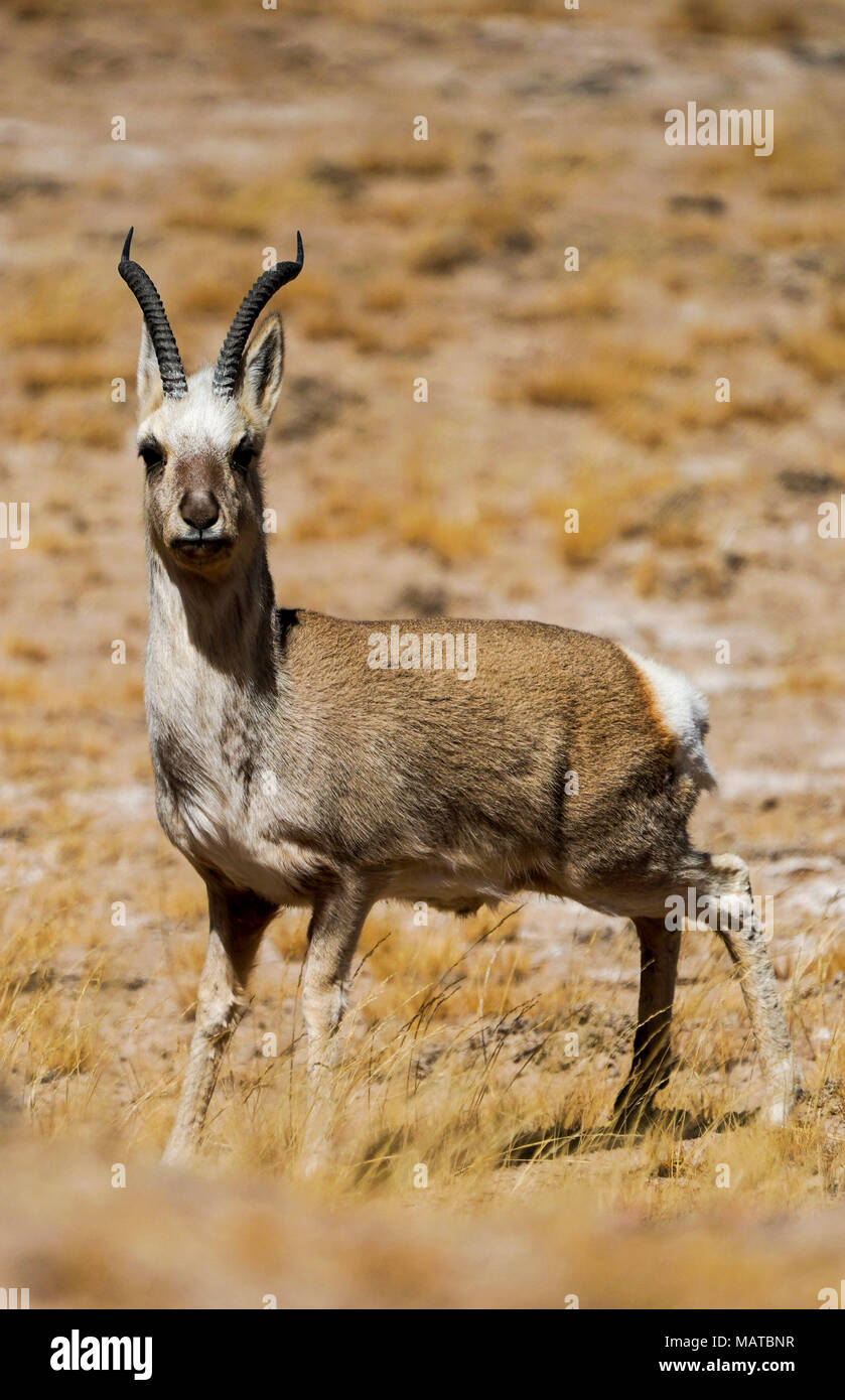 Antelop hi-res stock photography and images - Alamy